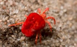 Neotrombicula Autumnalis (Oogstmijt) | Kynologisch Advies